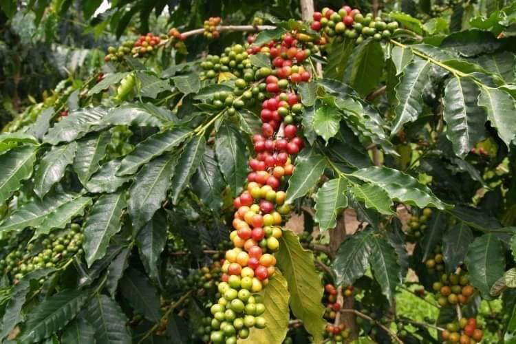 Si u bë kafeja pije – Historia interesante e saj